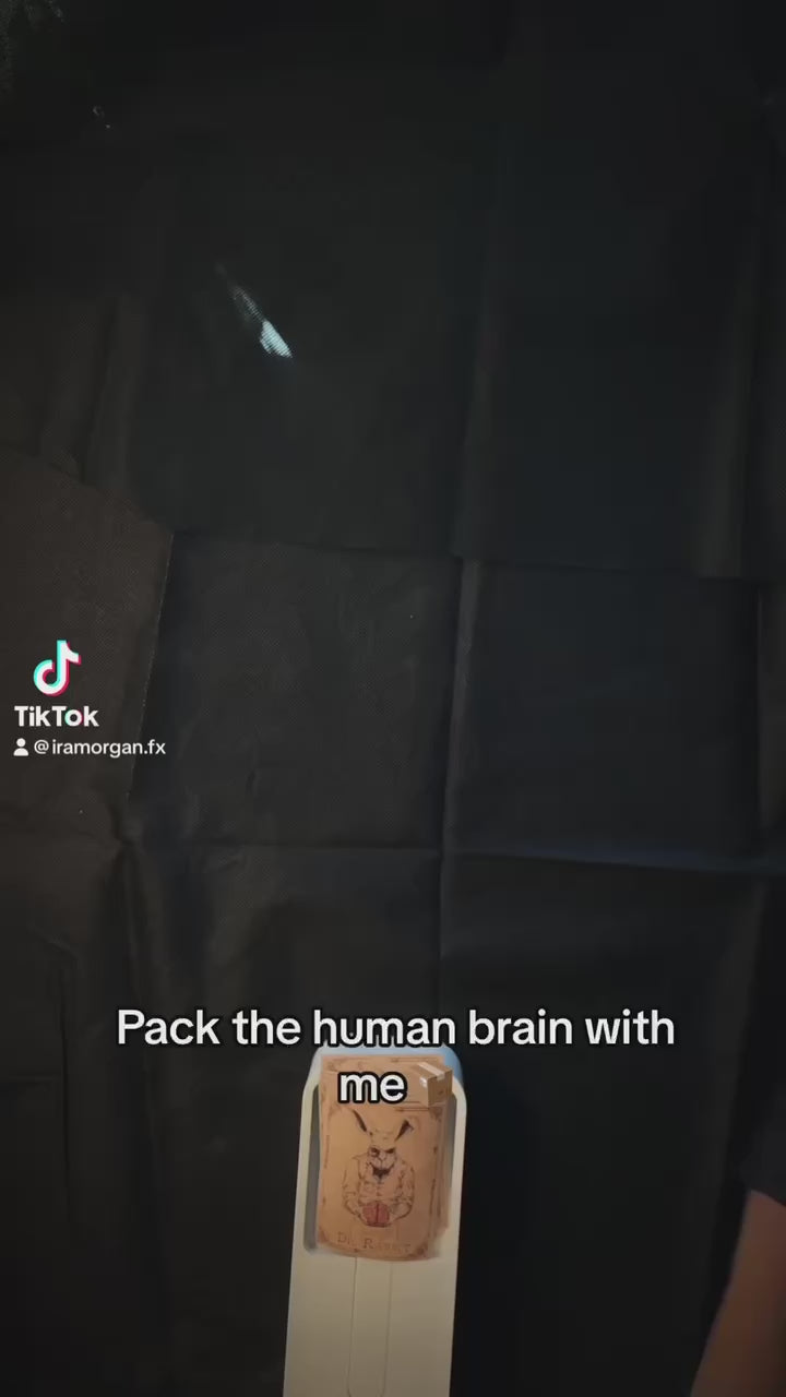 Realistic human brain life size, anatomically accurate – My Monsters SFX